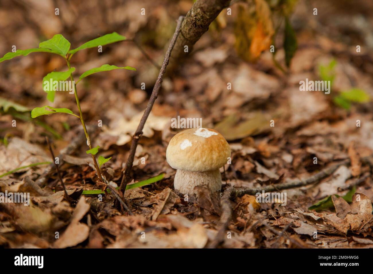 Boletus edulis (cep, porcino or king bolete, usually called porcini ...