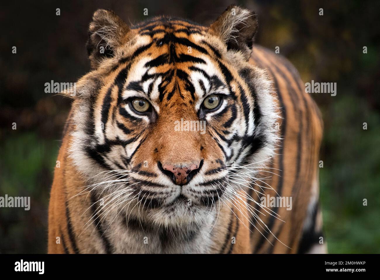 Female Sumatran tiger looking towards camera Stock Photo - Alamy