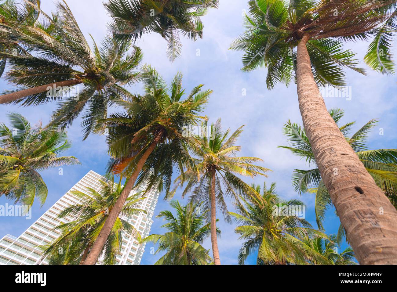 Beautiful tropical cityscape with modern architecture and palm trees ...