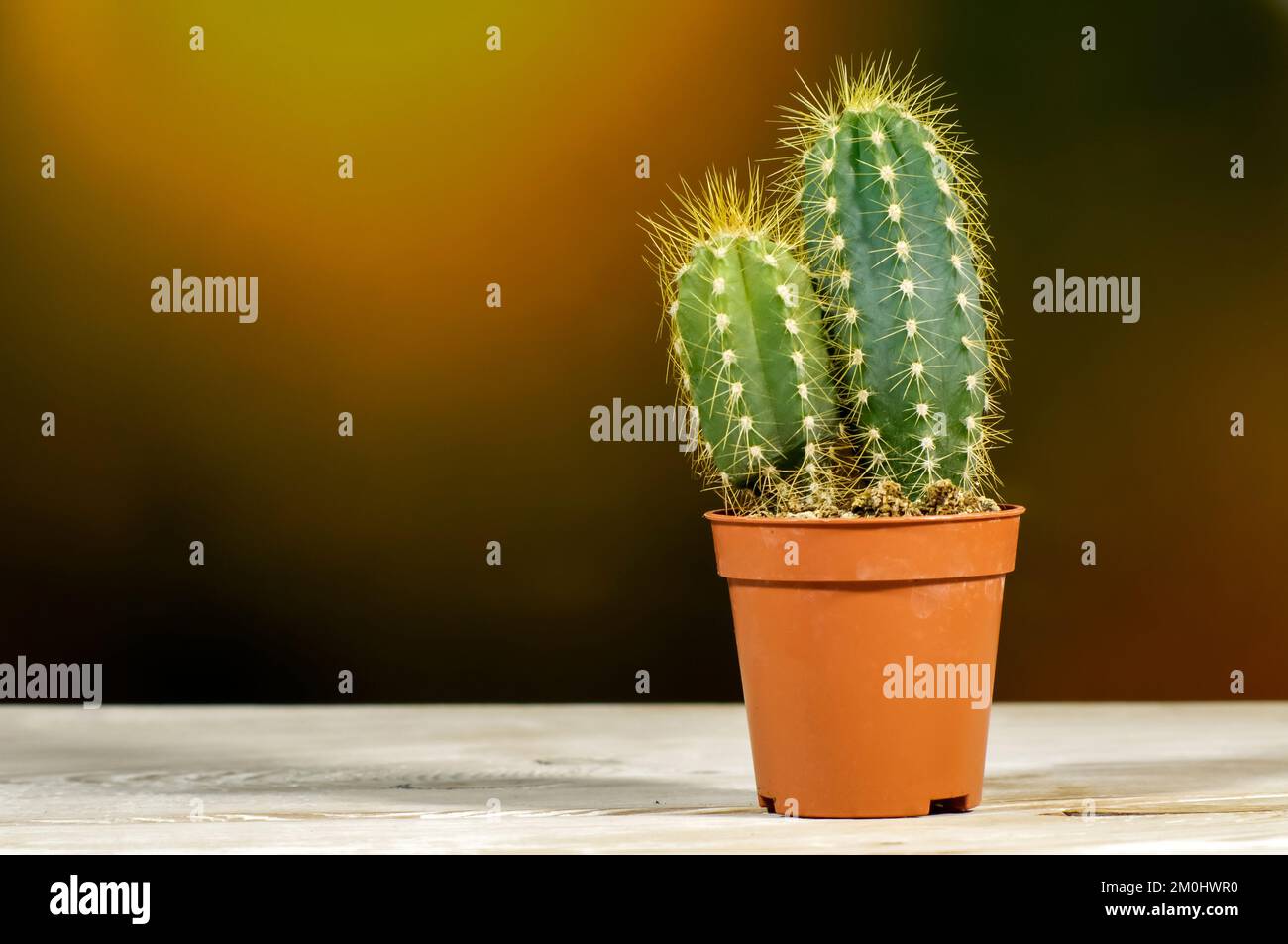 small decorative cacti with long colorful spikes on a dynamic colorful ...