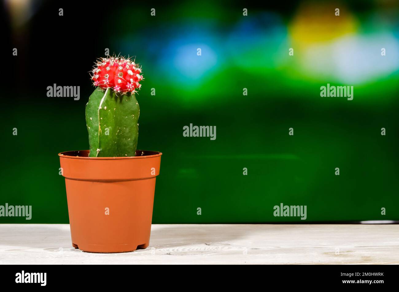 small decorative cactus with a red flower and long colorful spines on a ...