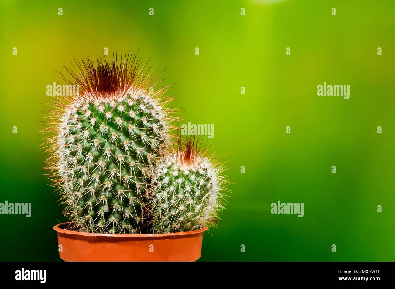 small decorative cacti with long colorful spines on a dynamic colorful ...