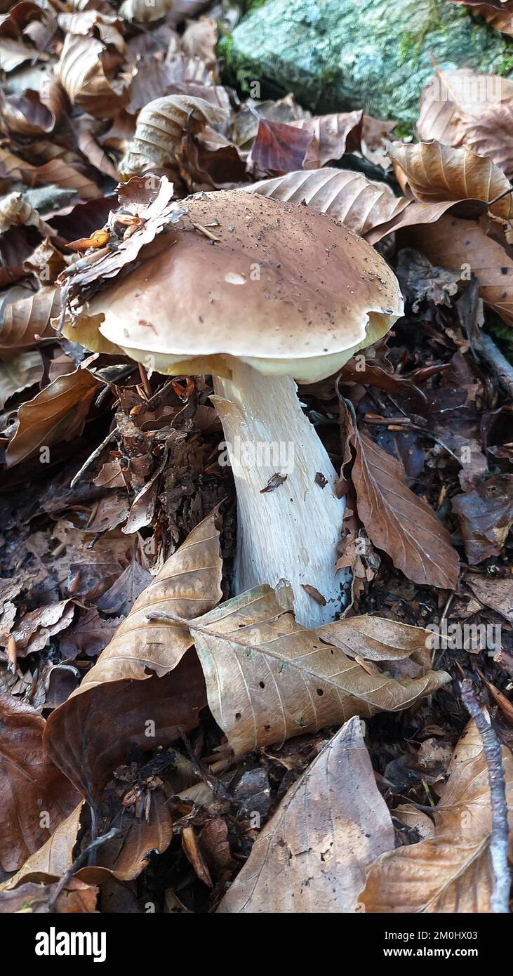 Splendid specimen of "Porcino" mushroom. Scientific name Boletus Edulis ...