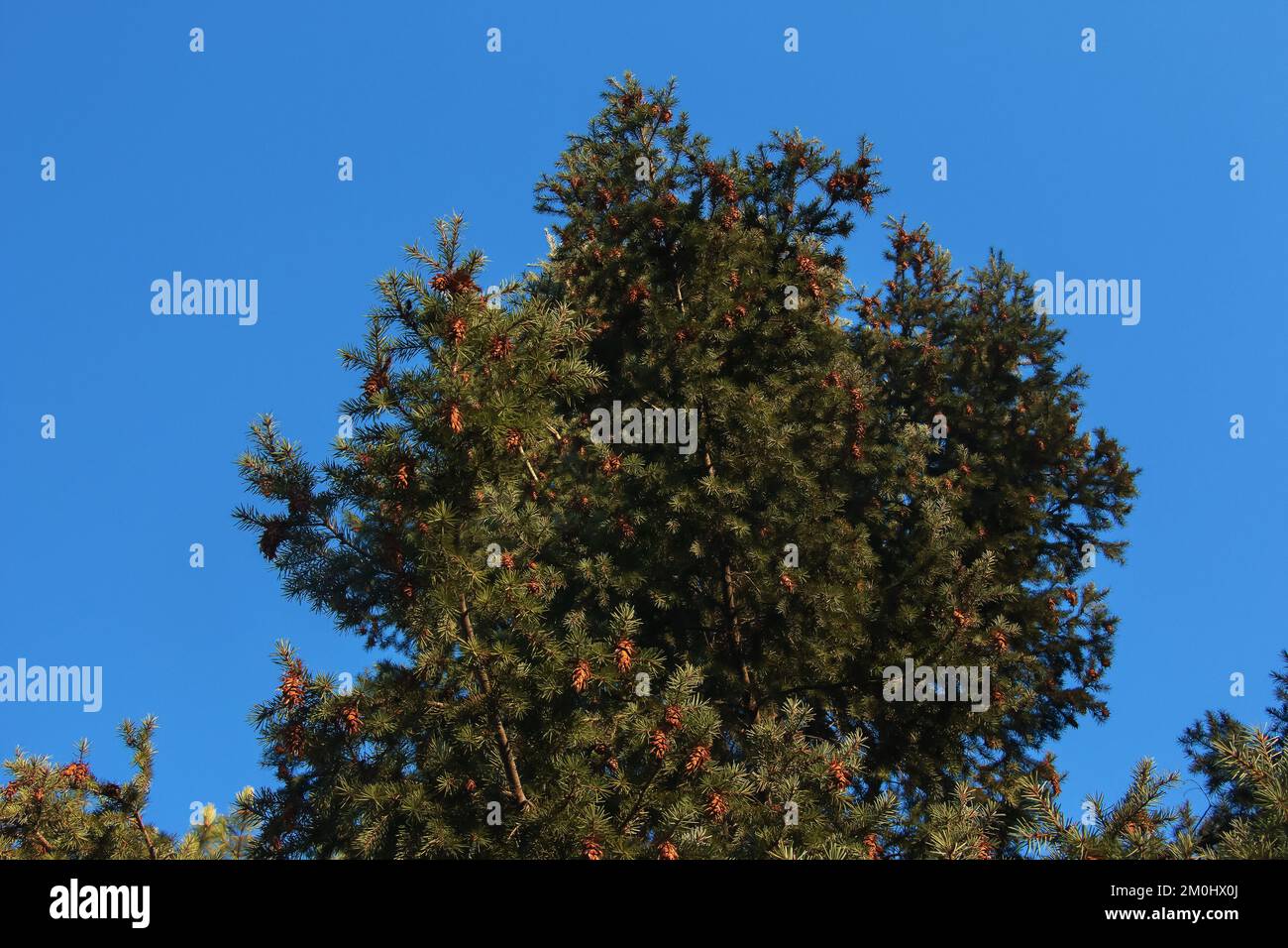 Pine cones of douglas tree. Ripe Cone on Branches of Pseudotsuga ...