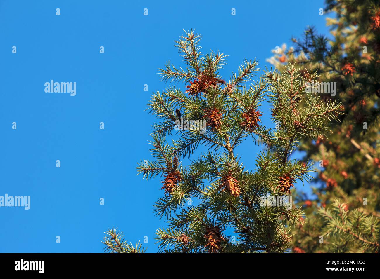 Pine cones of douglas tree. Ripe Cone on Branches of Pseudotsuga ...