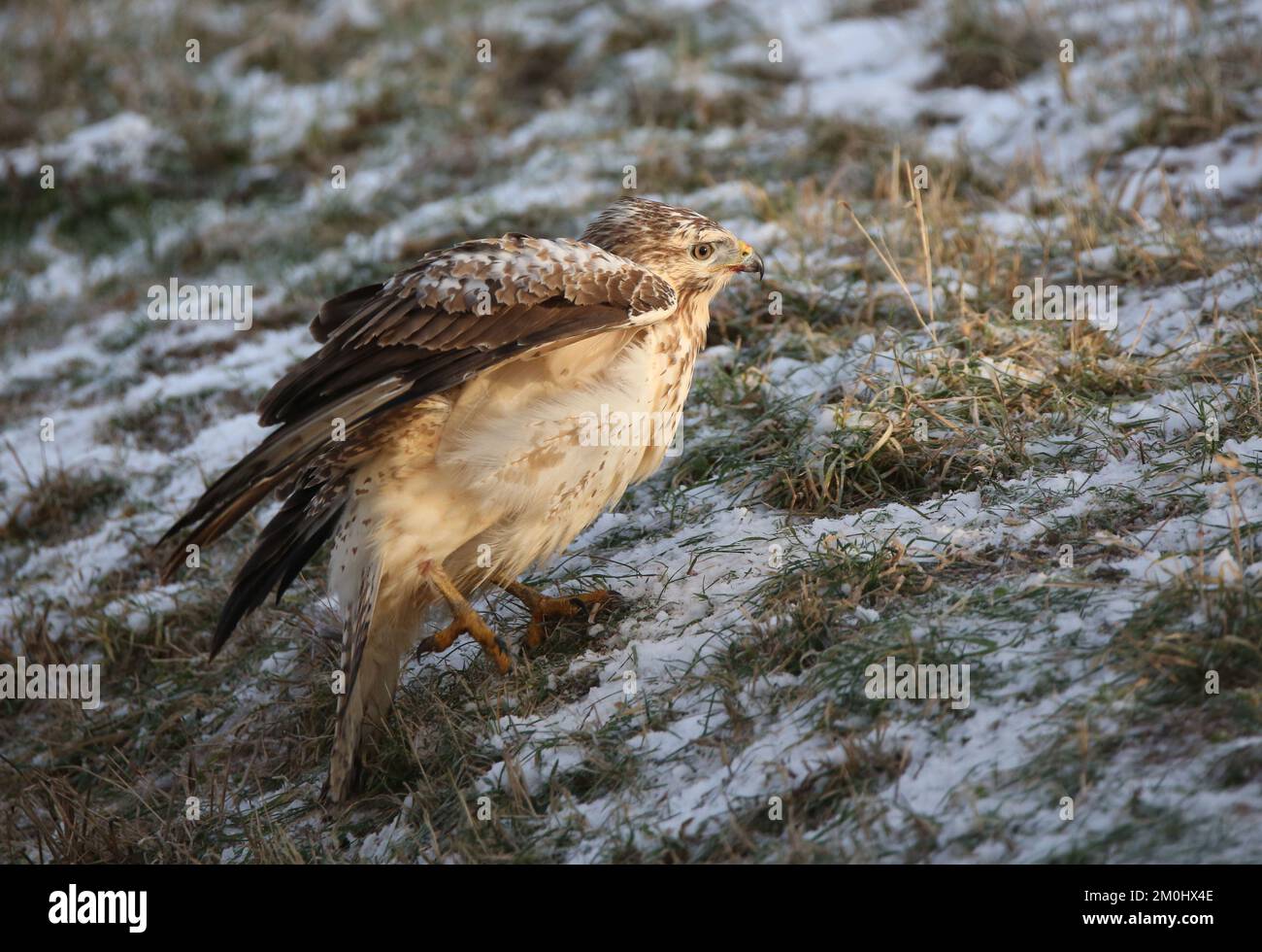 light buzzard in winter Stock Photo - Alamy