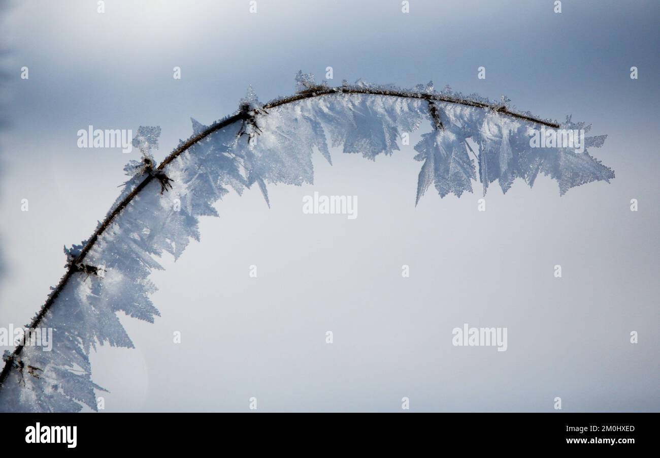 ice crystals on a small branch Stock Photo - Alamy