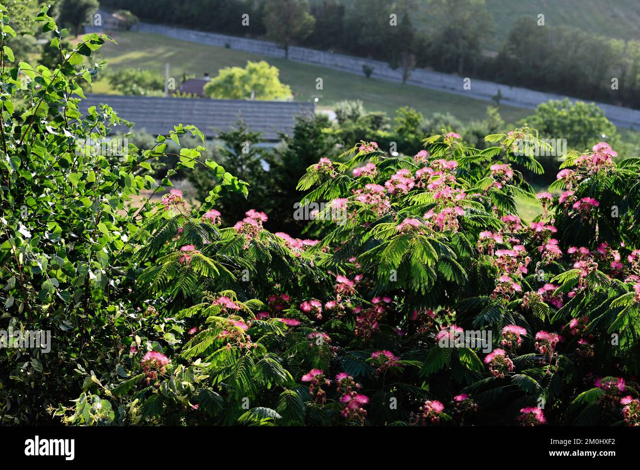 Albizia is a species of tree in the genus Albizia of the Legume family ...