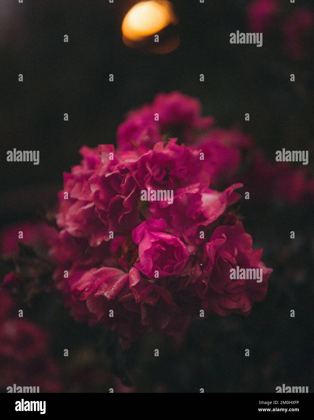 A selective focus shot of pink peony flowers blooming in the garden ...
