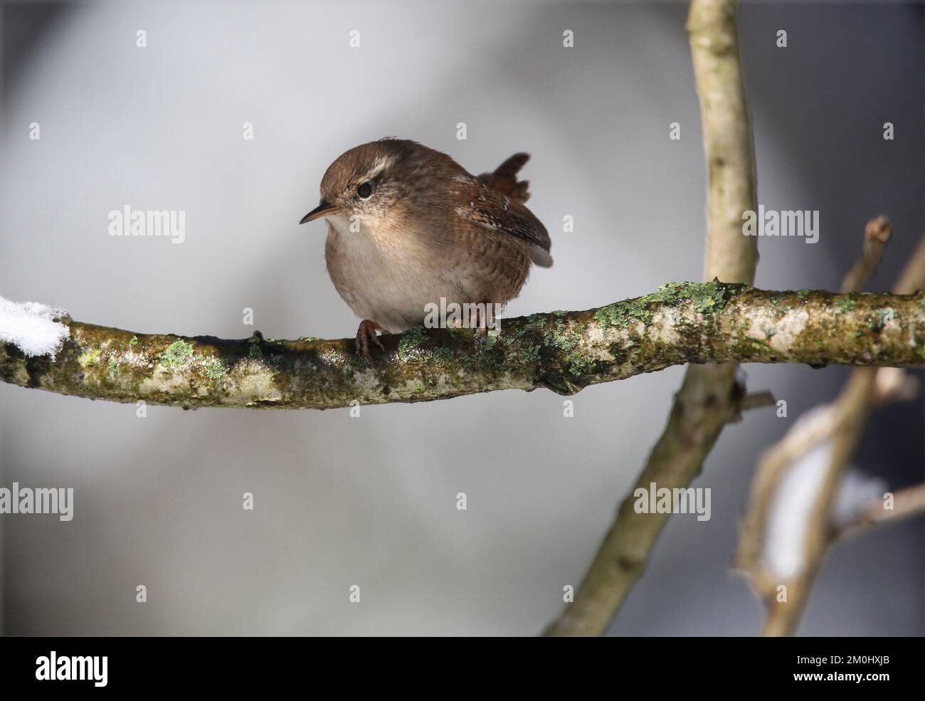 Wren on a branch hi-res stock photography and images - Alamy