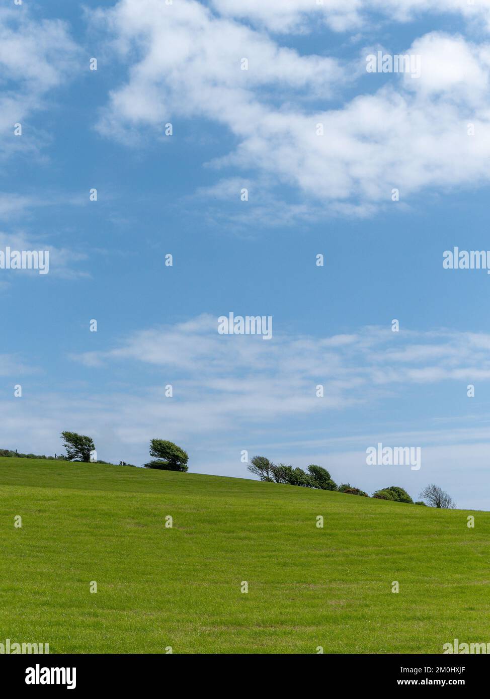 Beautiful trees on a green hill under a clear blue sky. Picturesque ...