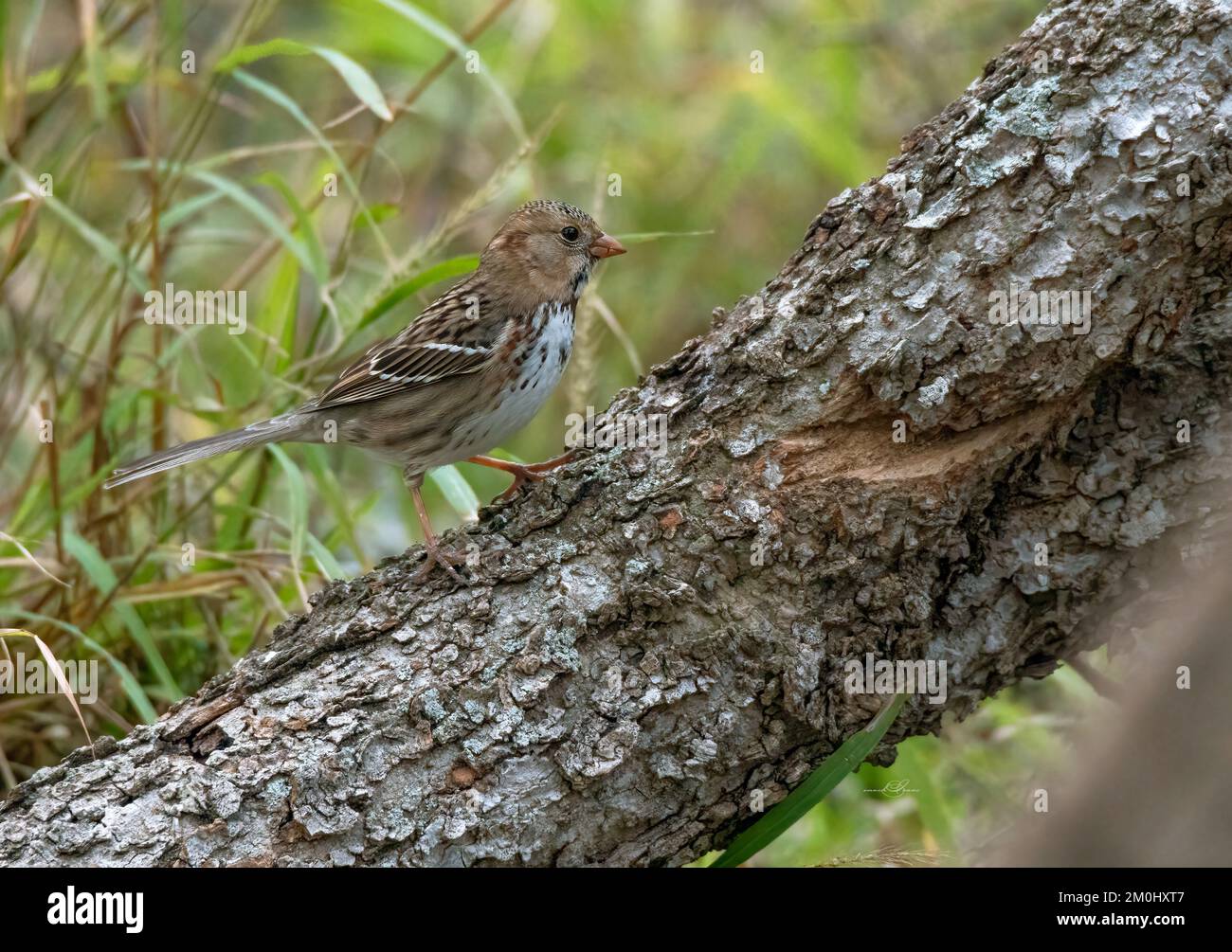 A closeup shot of a beautiful Harris's Sparrow perched on a tree branch ...