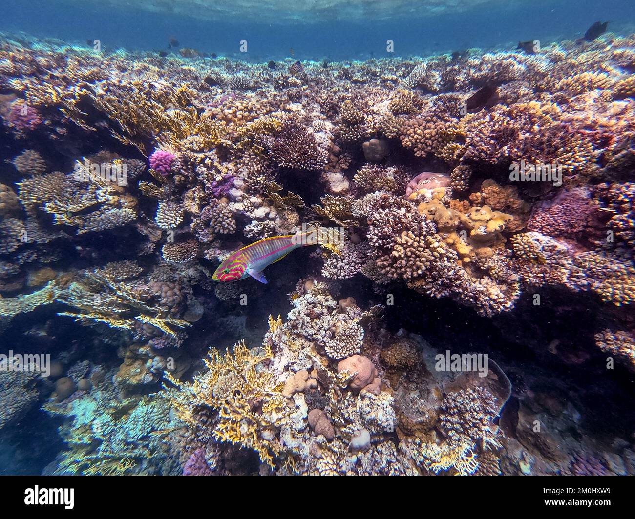 Klunzinger's wrasse known as Thalassoma rueppellii underwater at the ...