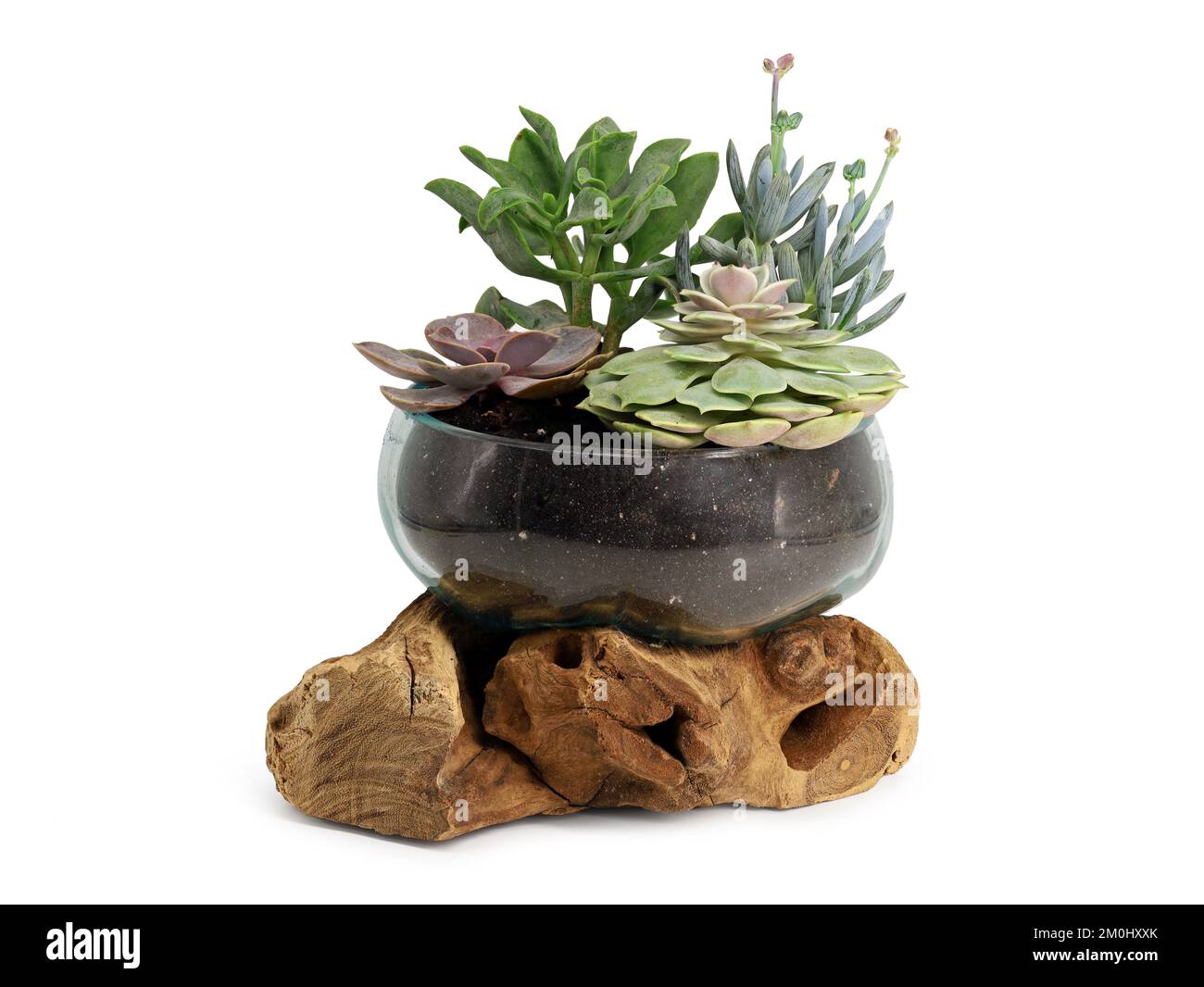 decorative succulents plants potted in deco glass with rustic wooden ...