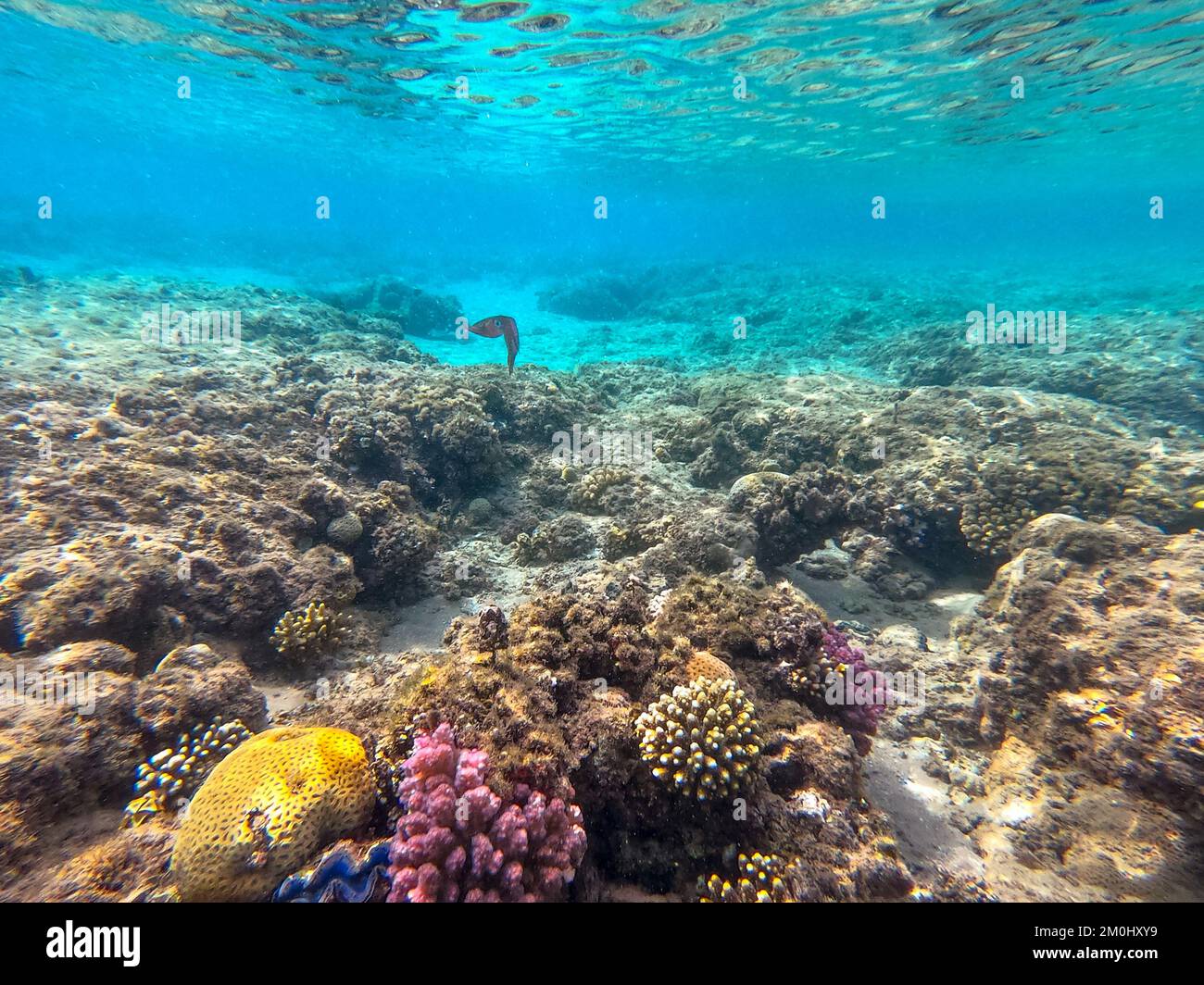 Close up view of tropical Bigfin Reef squid with big eyes underwater at ...