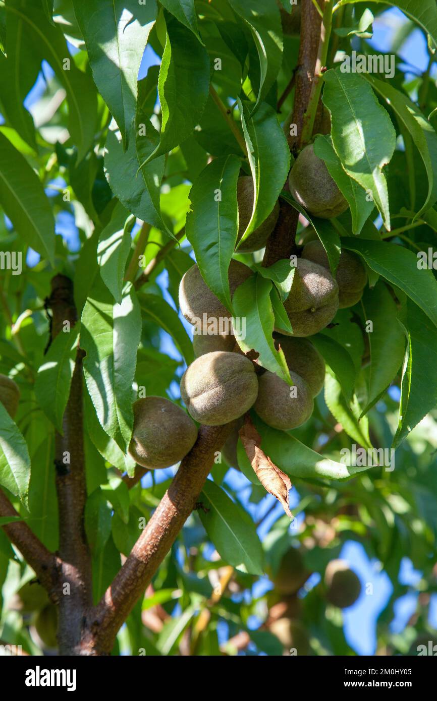 Small peaches ripening on tree branch. Close up view of peaches grow on ...