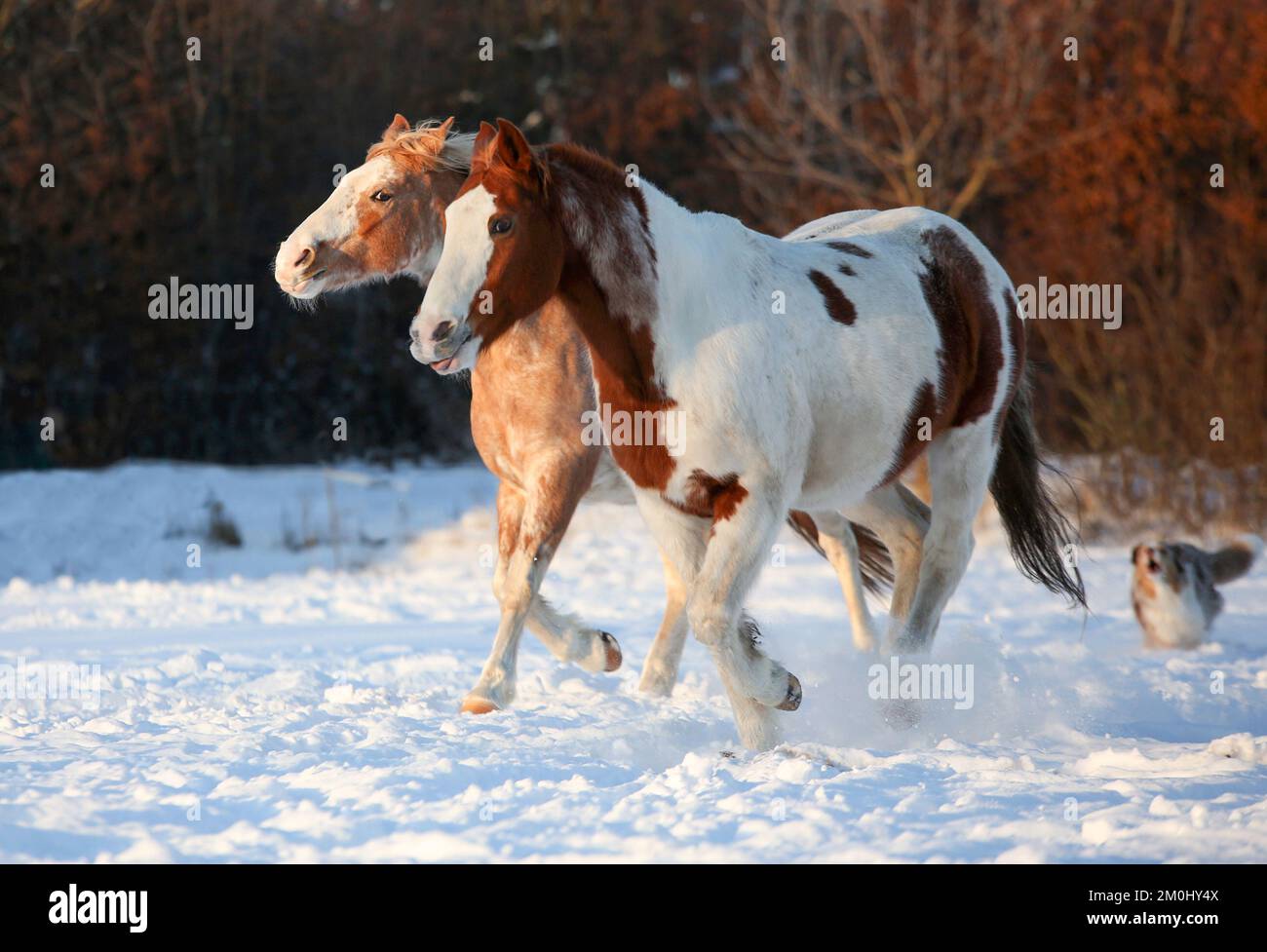 Quarter mix and Paint horse in snow Stock Photo - Alamy