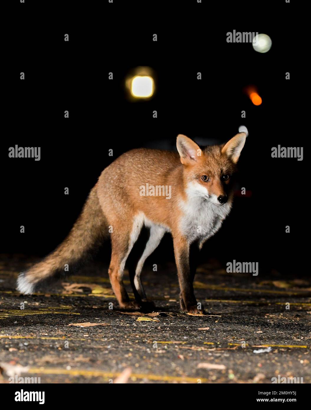 Urban Fox in Bristol Stock Photo - Alamy