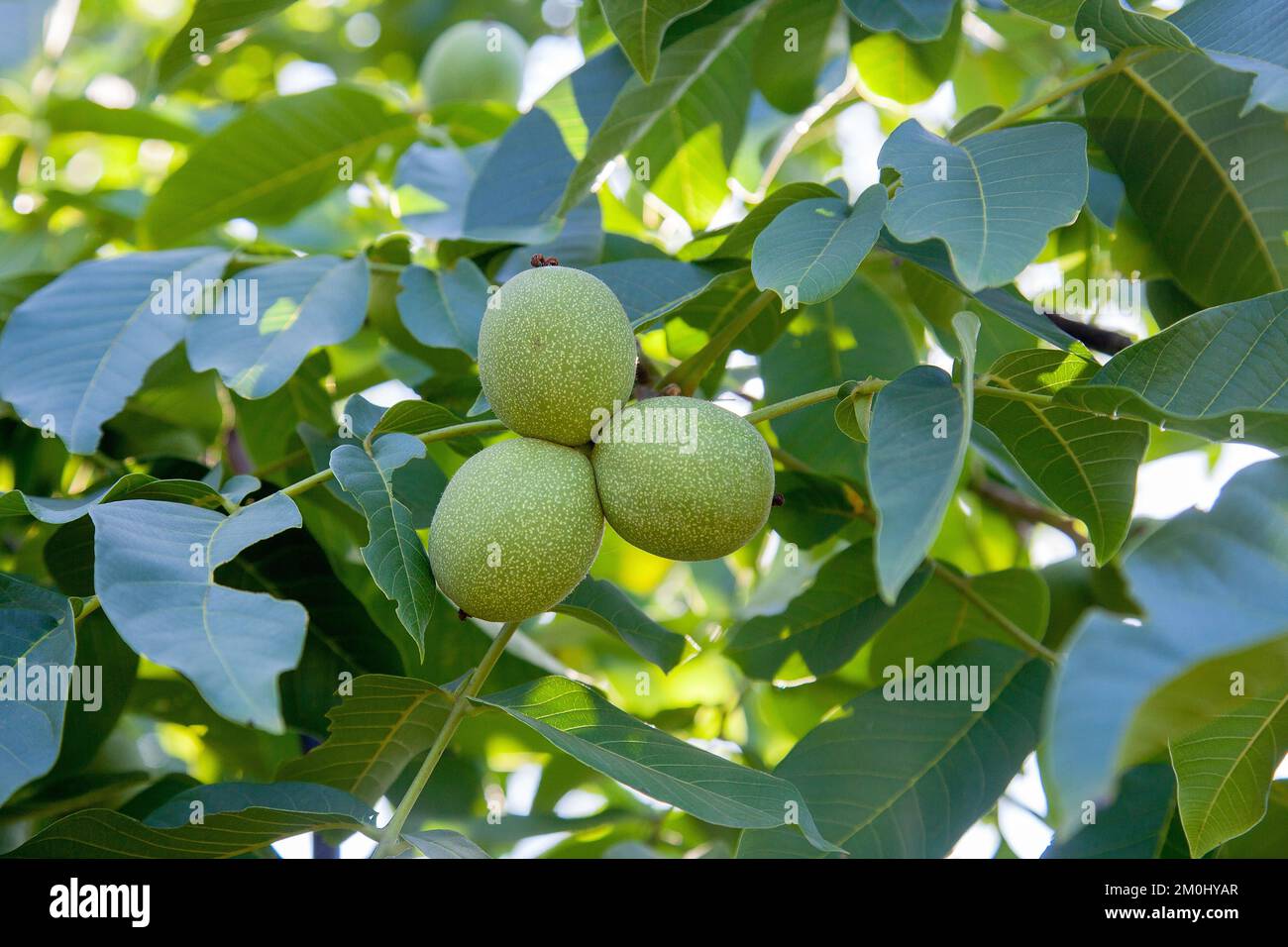 Fresh walnuts hanging on a tree in the blue background. Green walnut ...
