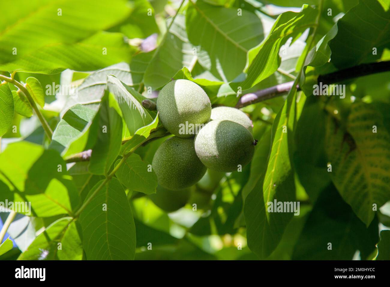 Fresh walnuts hanging on a tree in the blue background. Green walnut ...