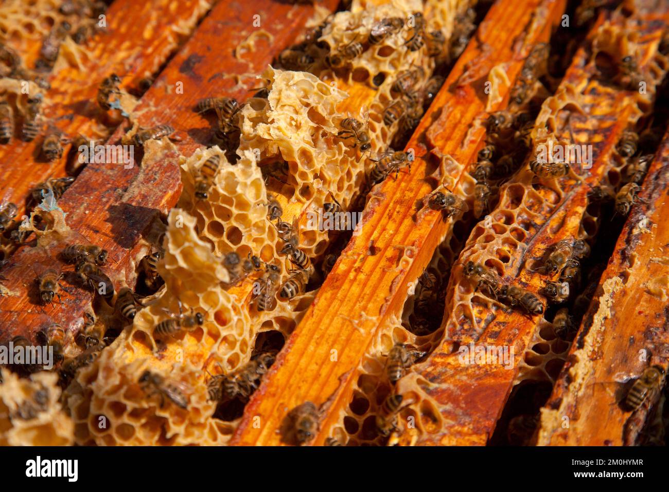 Frames of a beehive. Close up view of the opened hive body showing the ...