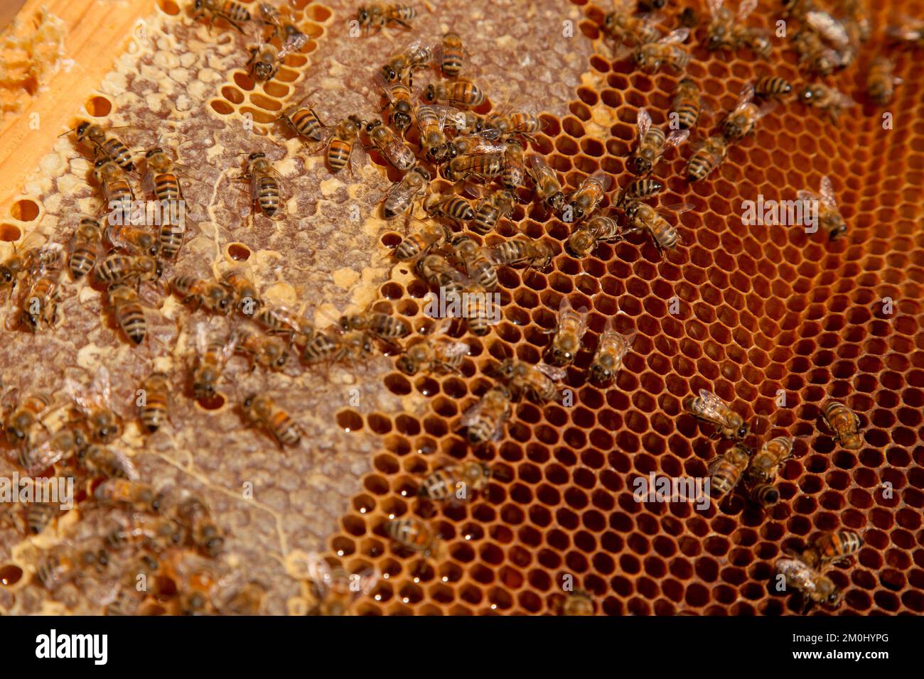 Frames of a beehive just taken from beehive with sweet honey. Busy bees ...