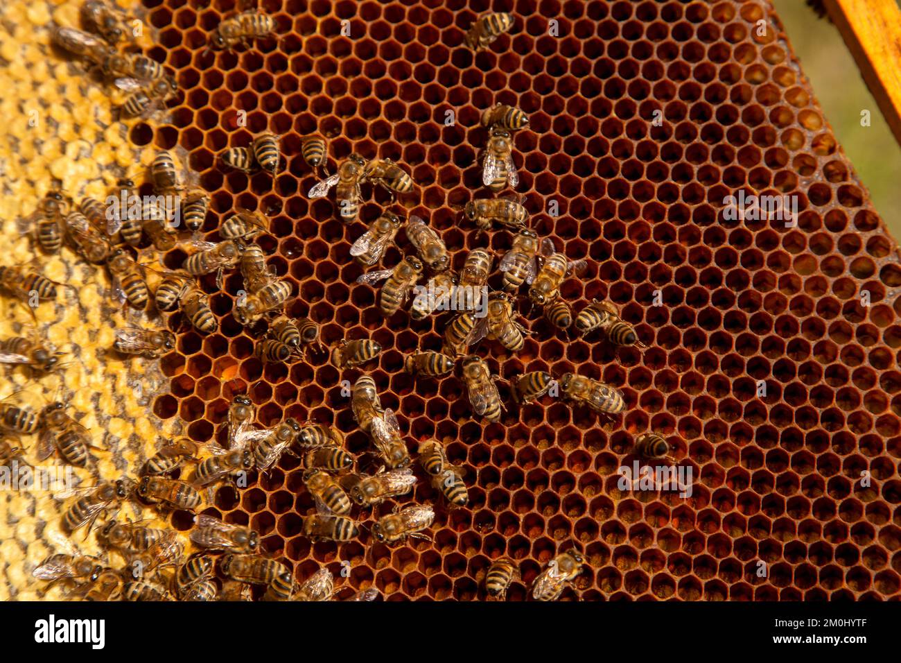 Frames of a beehive just taken from beehive with sweet honey. Bee honey ...