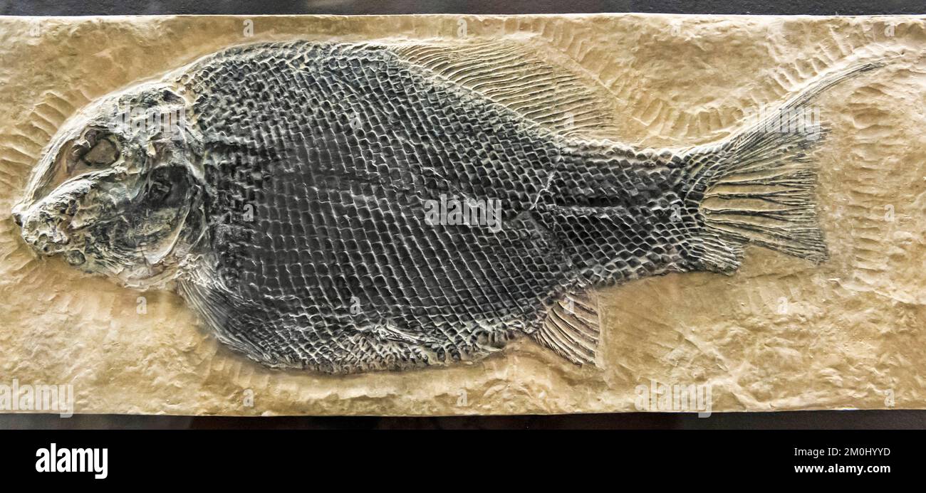 natural science museum: paralepidotus sp. fish fossil, bergamo, italy ...