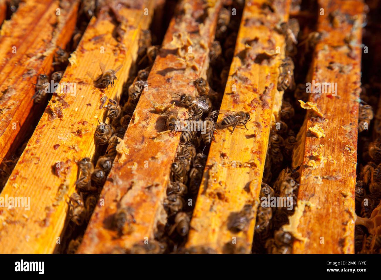 Frames of a beehive. Close up view of the opened hive body showing the ...