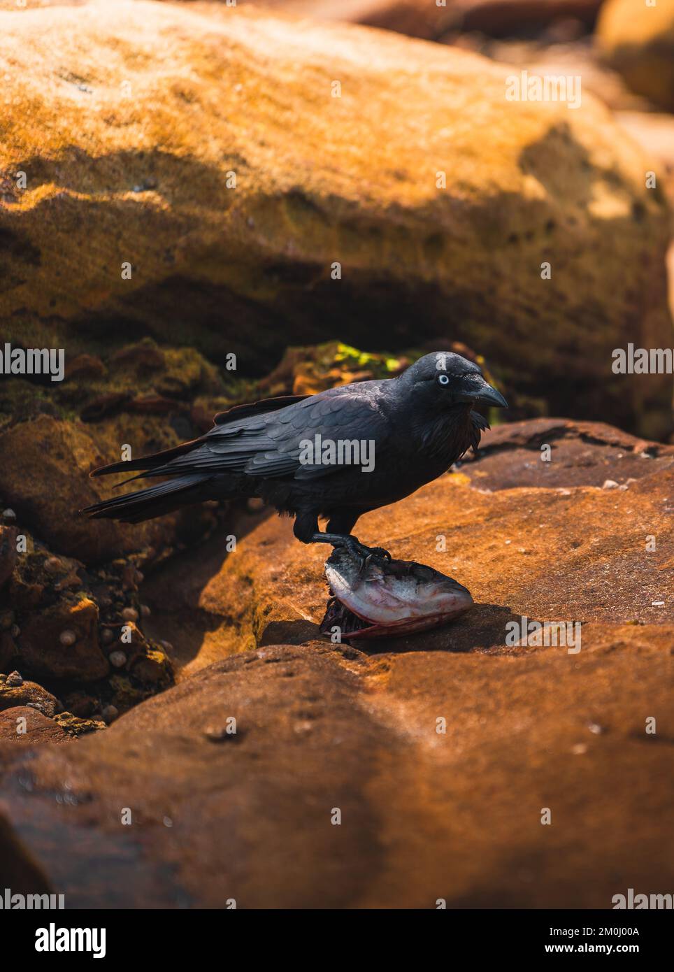 A vertical closeup of a black crow eating a fish on the rocks Stock ...
