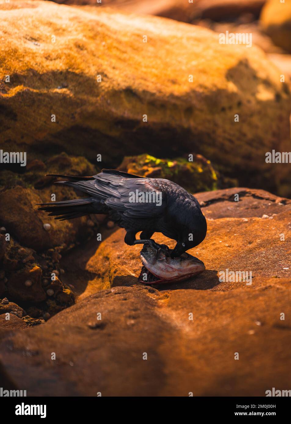 A vertical closeup of a black crow eating a fish on the rocks Stock ...