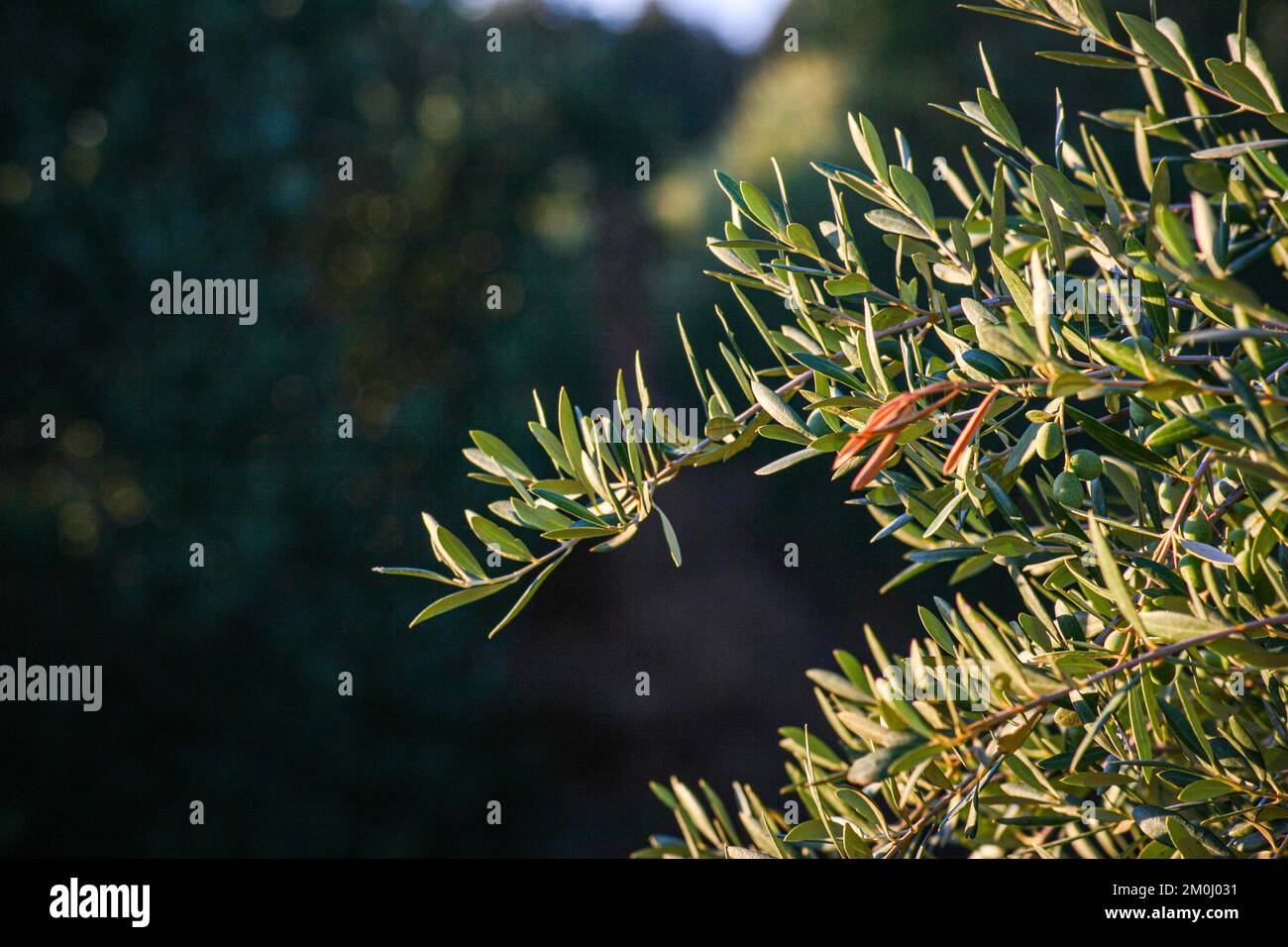 A closeup shot of olive tree branches in bright sunlight with blur ...