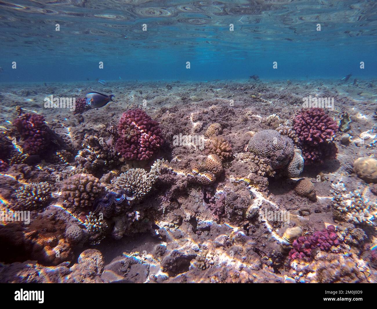 Colorful tropical fish Sohal Surgeon fish (Acanthurus Sohal) tang ...