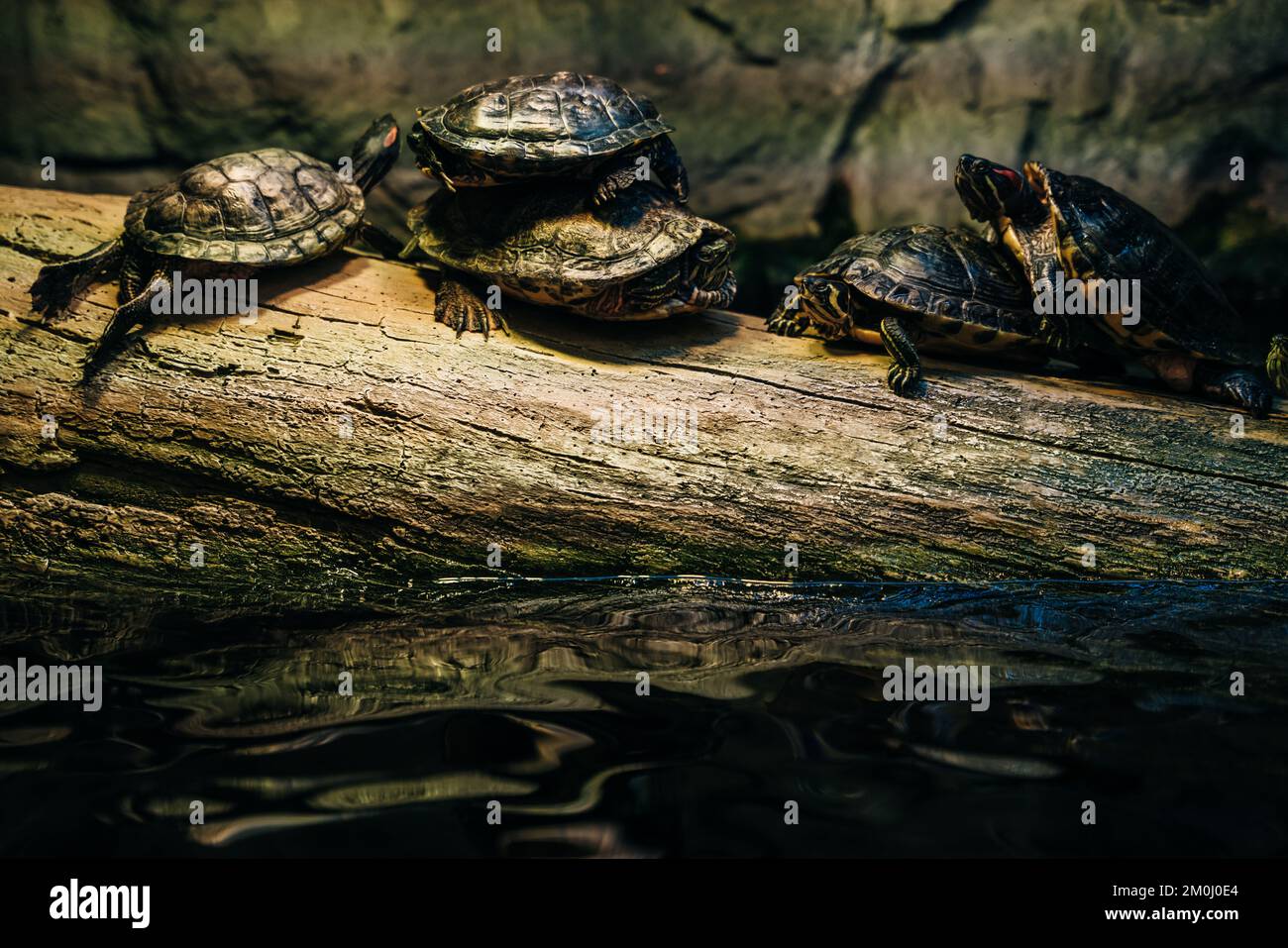 Small pond in a garden with a swimming little turtles as a pet on the ...