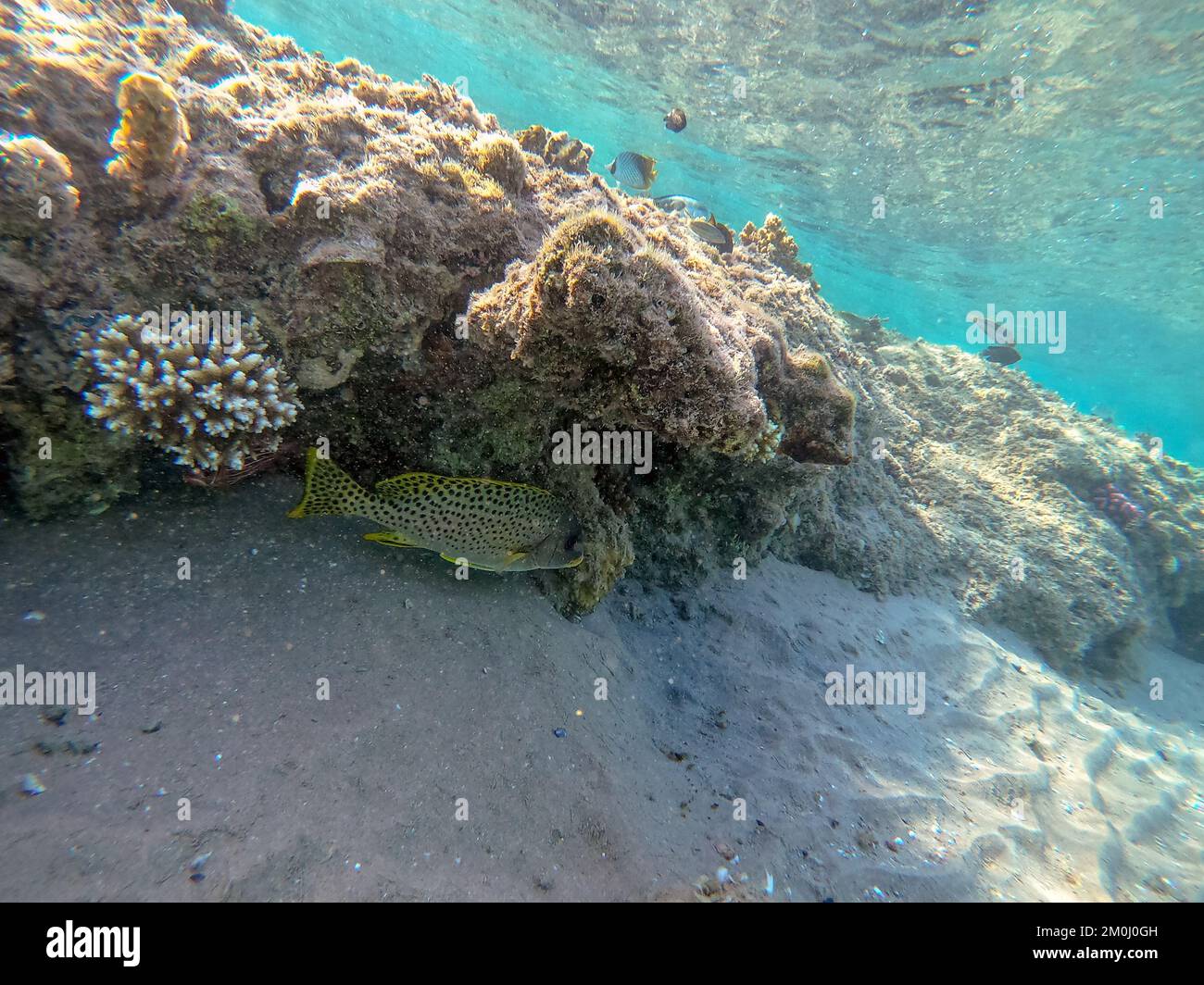 Close up view of Colorful tropical blackspotted rubberlip fish or ...