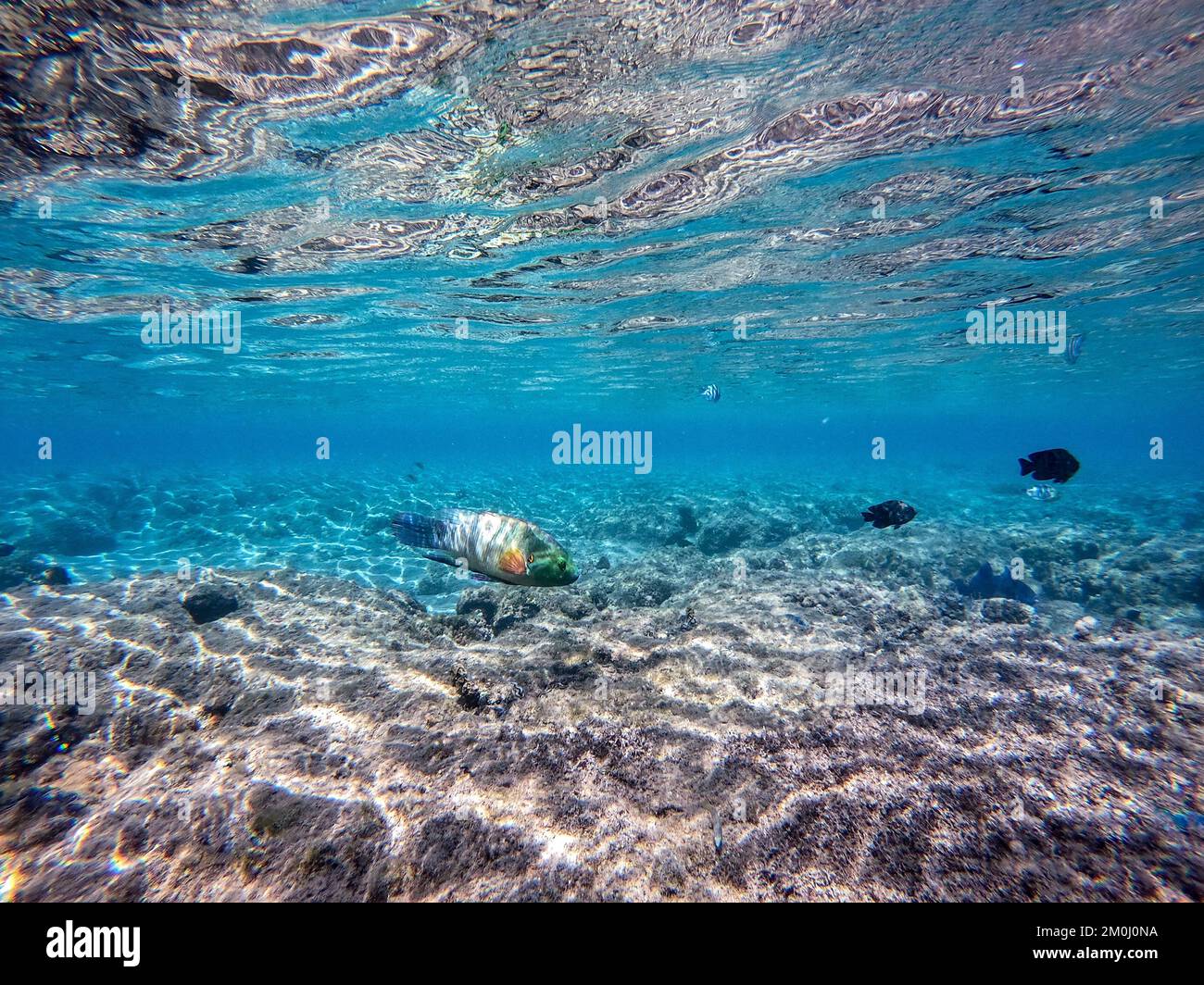 Close up view of tropical big broomtail wrasse known as Cheilinus ...
