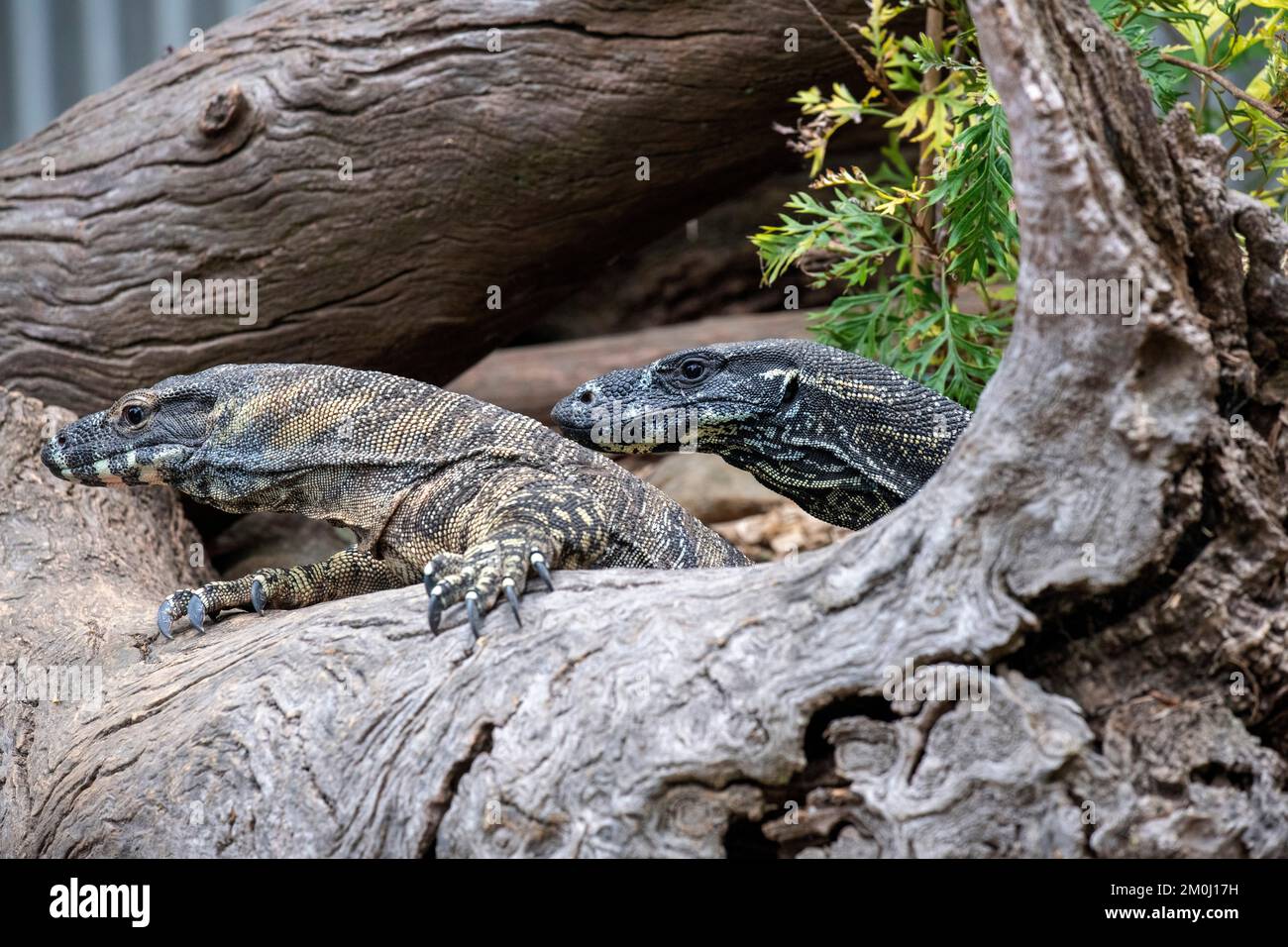 Common monitor lizards hi-res stock photography and images - Alamy