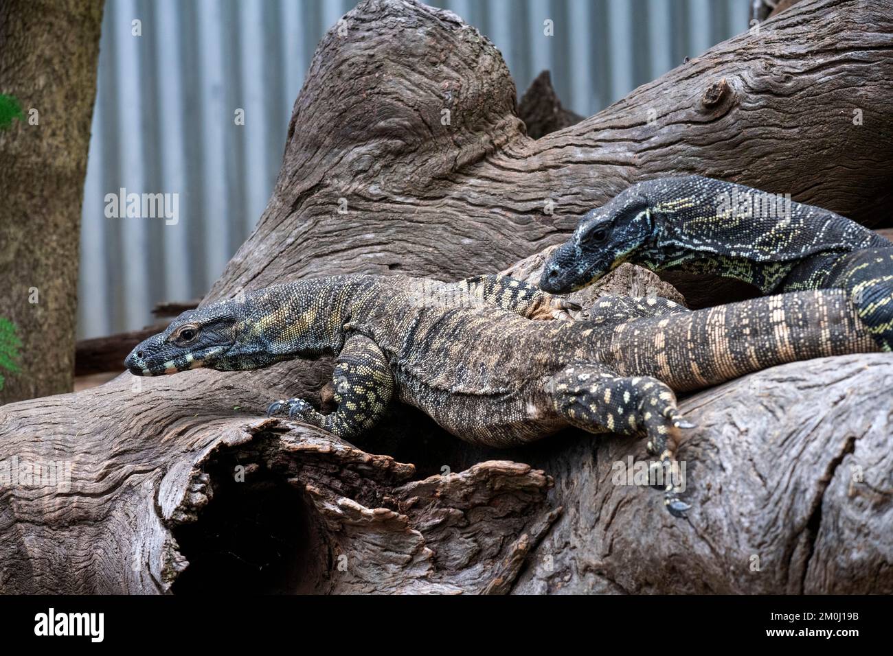 Goannas hi-res stock photography and images - Alamy