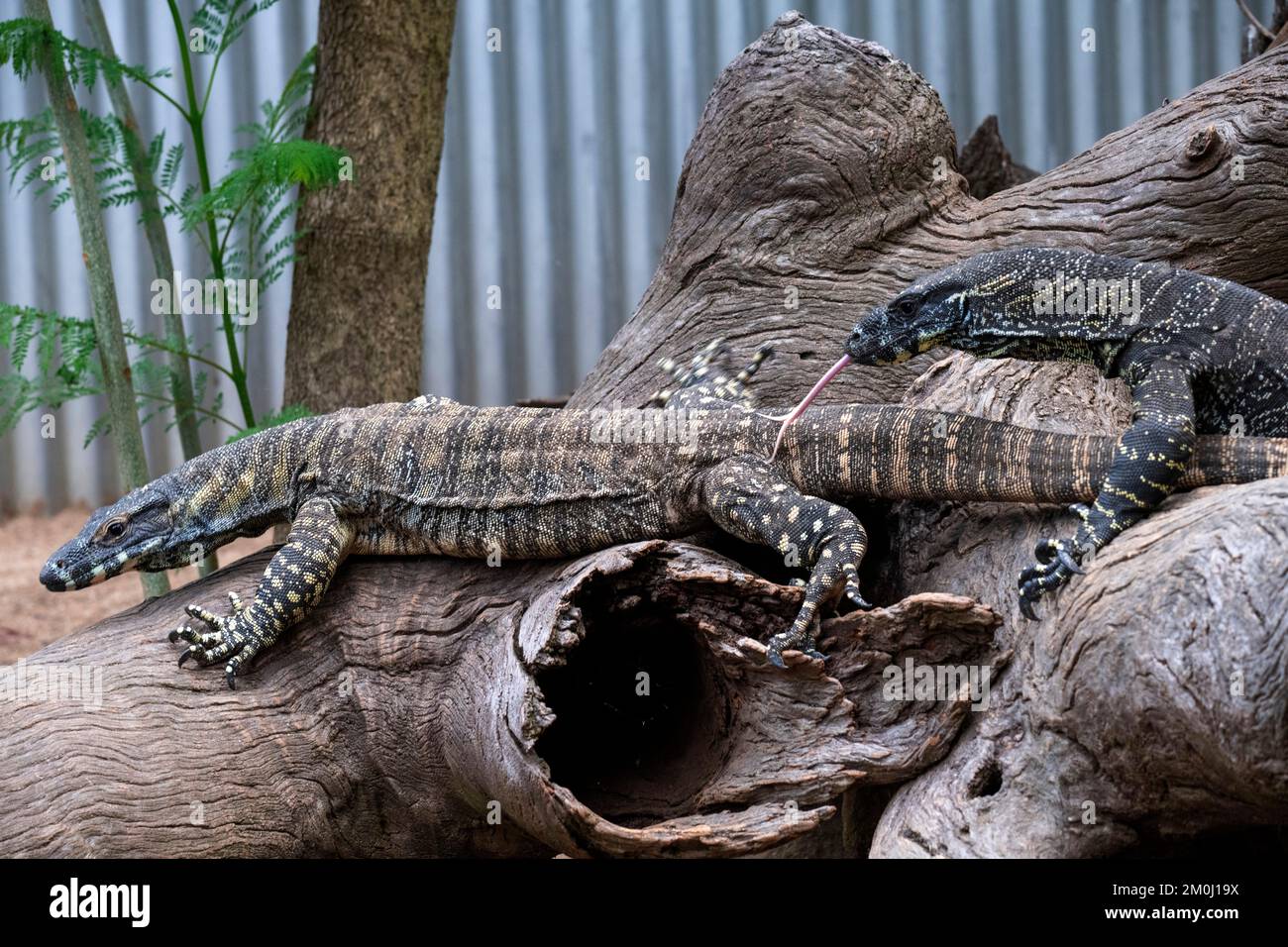 Goanna sydney australia wildlife hi-res stock photography and images ...