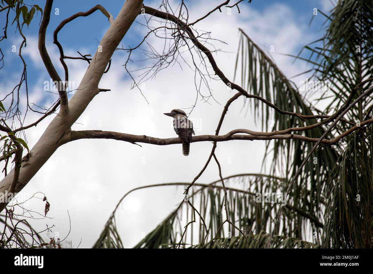 Laughing Kookaburra (Dacelo novaeguineae) perching on a tree in Sydney ...