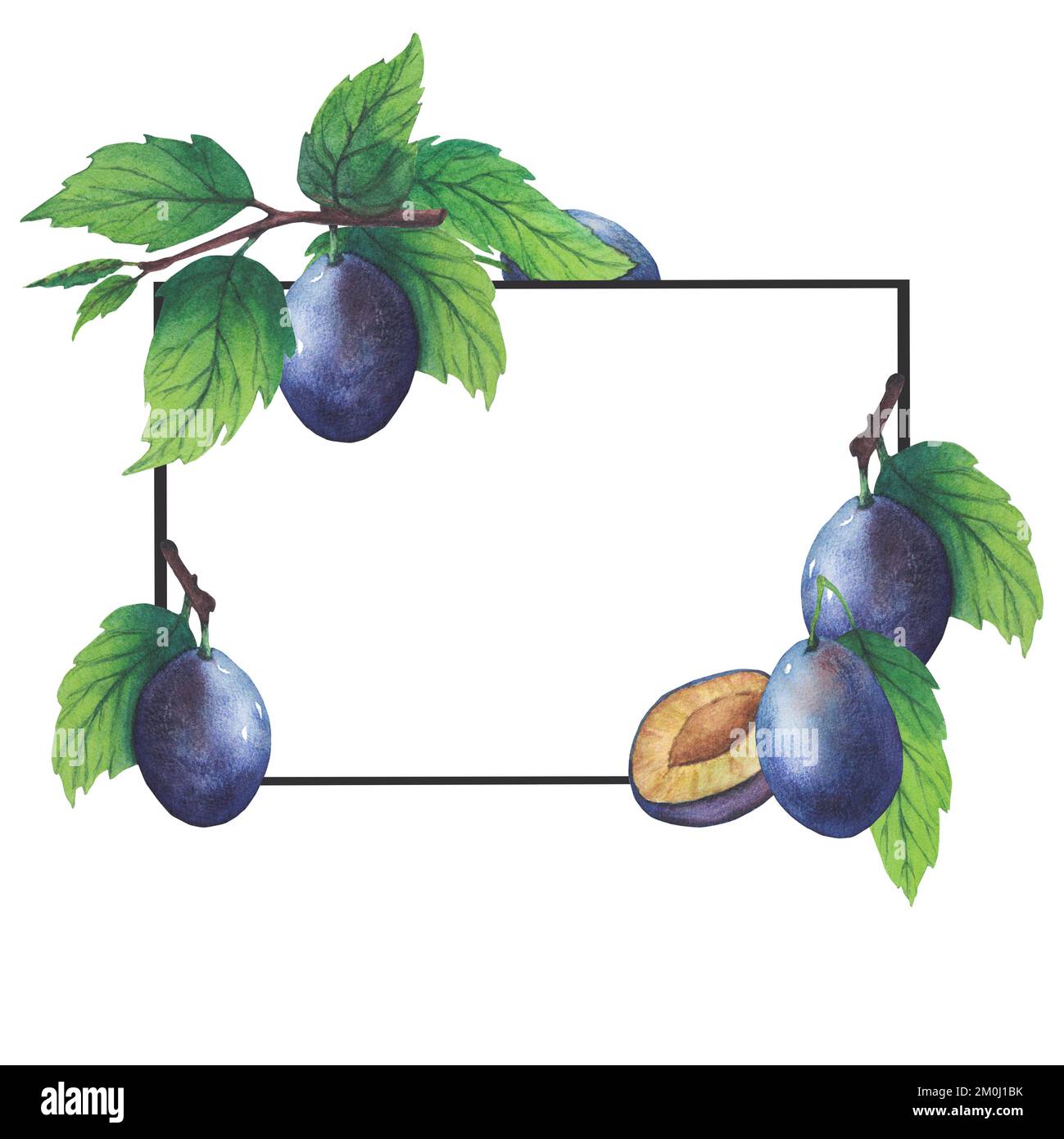 Frame of watercolor plum tree branches with green leaves and fruits ...