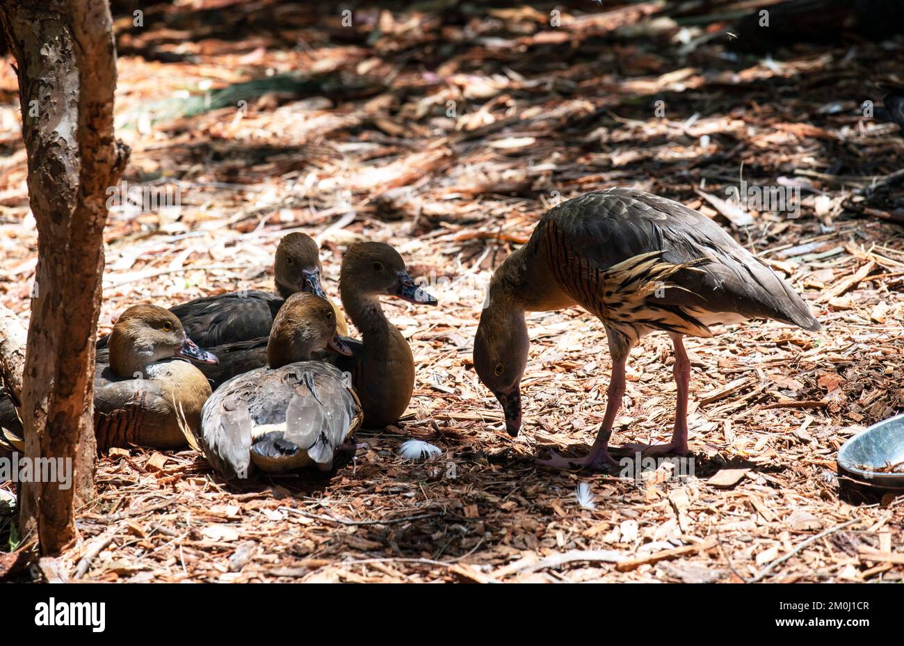 Juvenile Plumed Whistling-Duck (Dendrocygna eytoni) at Featherdale ...