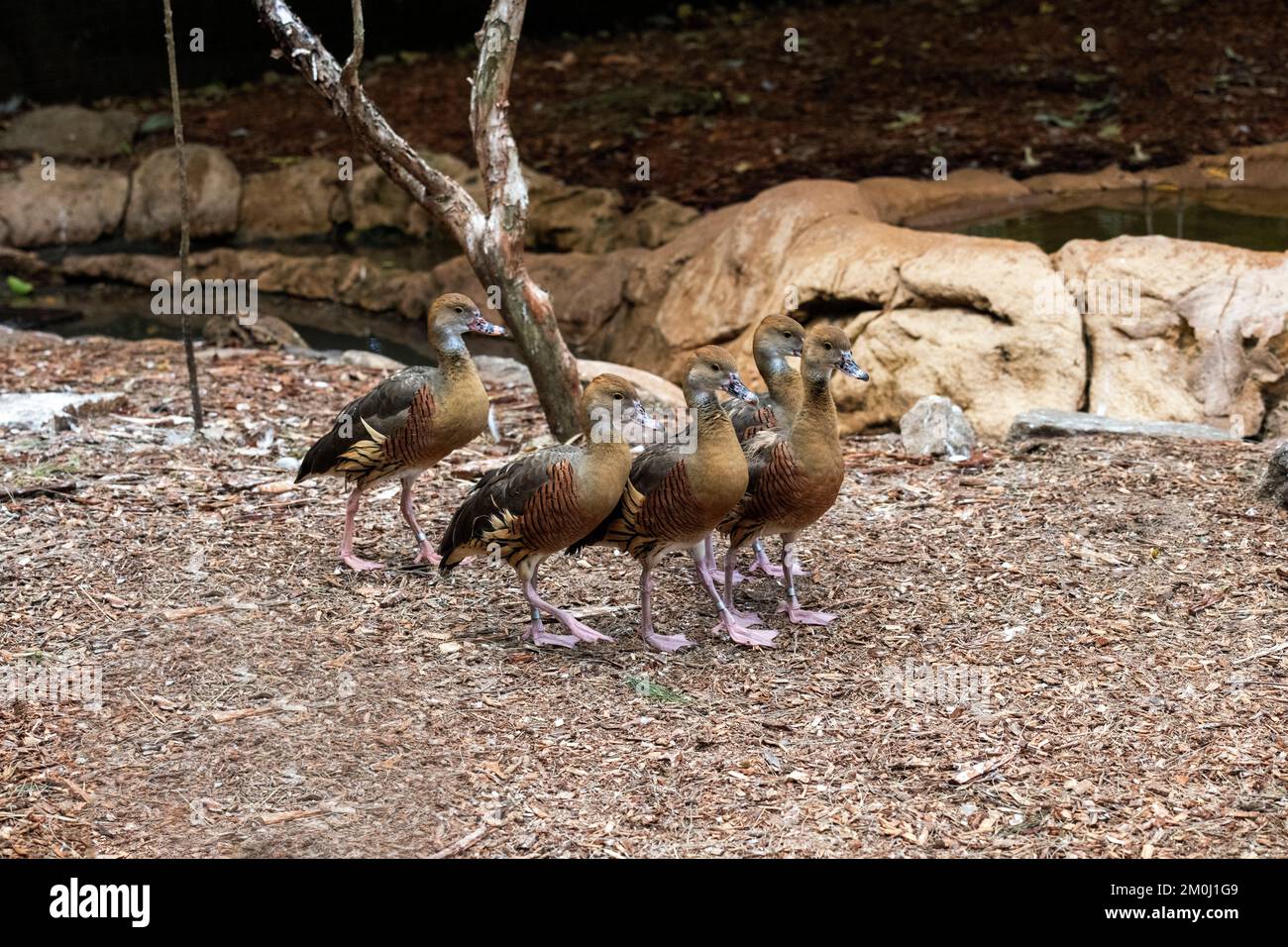 Plumed Whistling-Ducks (Dendrocygna eytoni) at Featherdale Wildlife ...