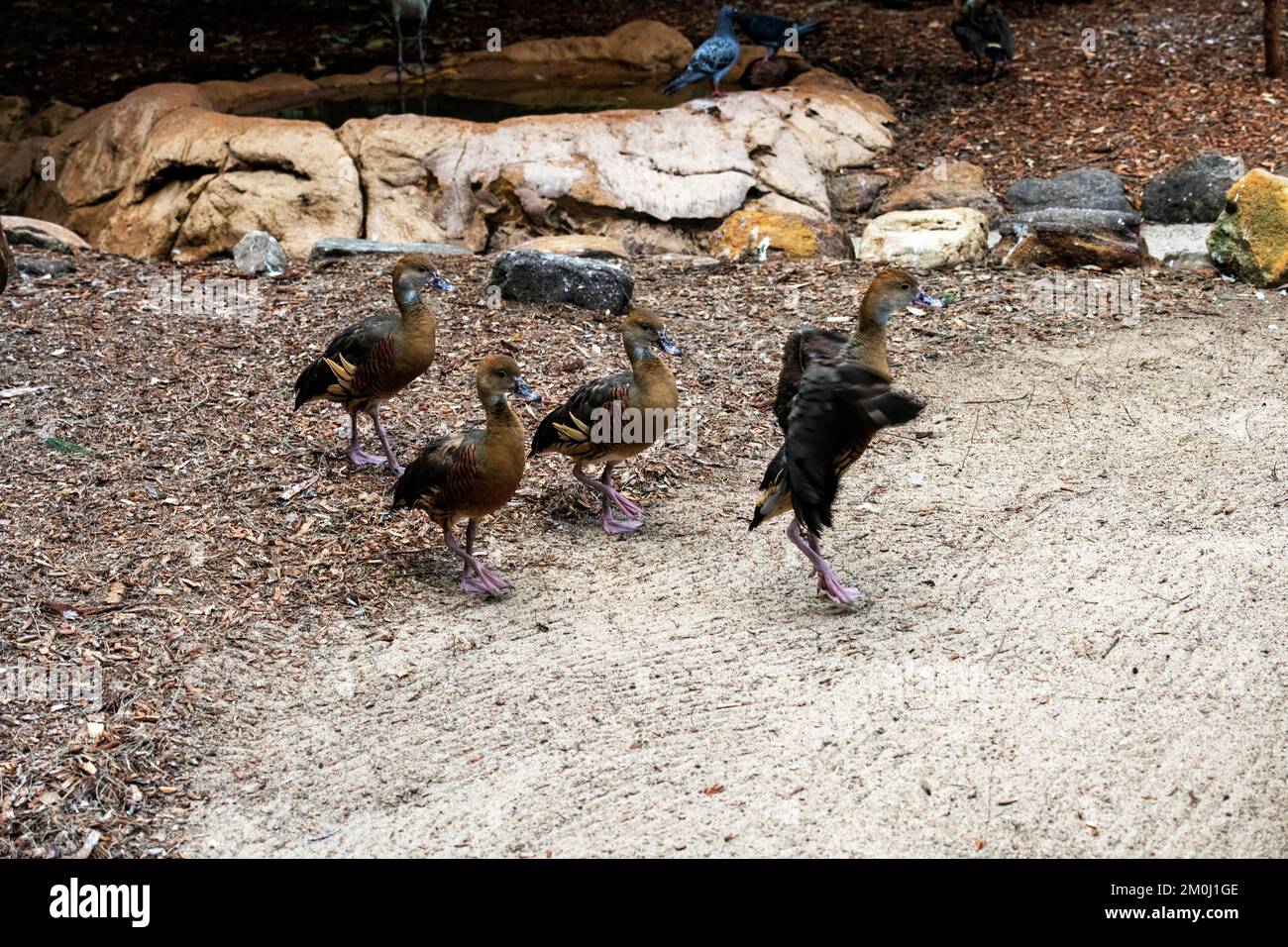 Plumed Whistling-Ducks (Dendrocygna eytoni) at Featherdale Wildlife ...