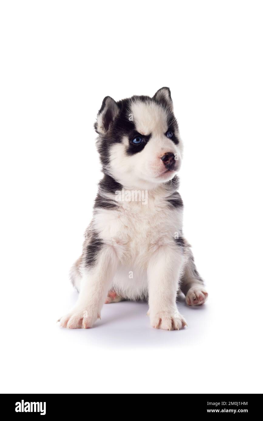 Purebred Siberian Husky puppy with blue eyes isolated on white ...