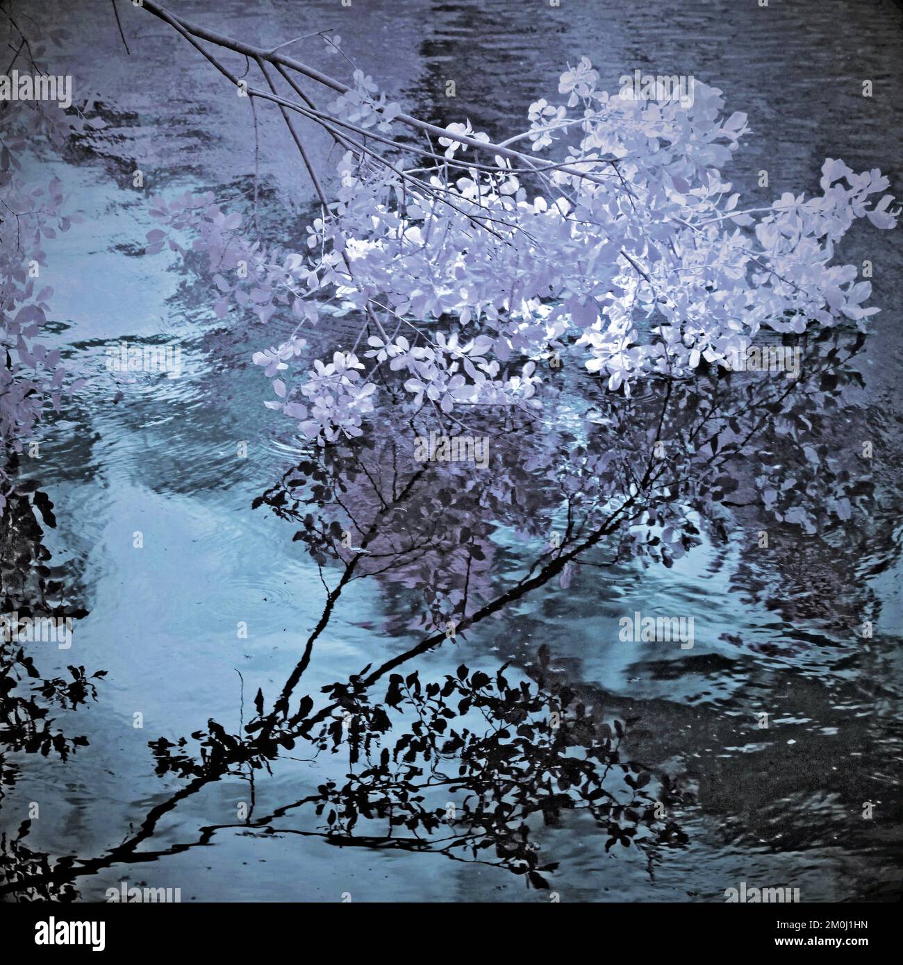 Abstract Impressionism of muted colour infrared photography with leaf ...