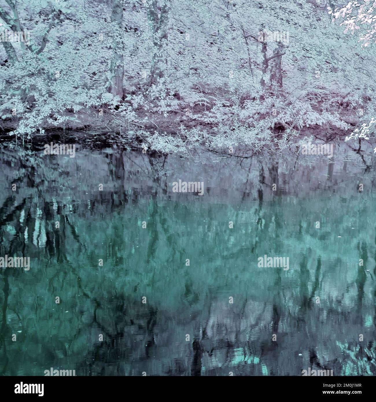 Abstract Impressionism of muted colour infrared photography of woodland ...