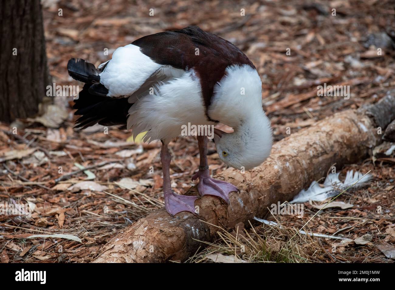 Close -up of Radjah shelduck (Radjah radjah) in Sydney, NSW, Australia ...