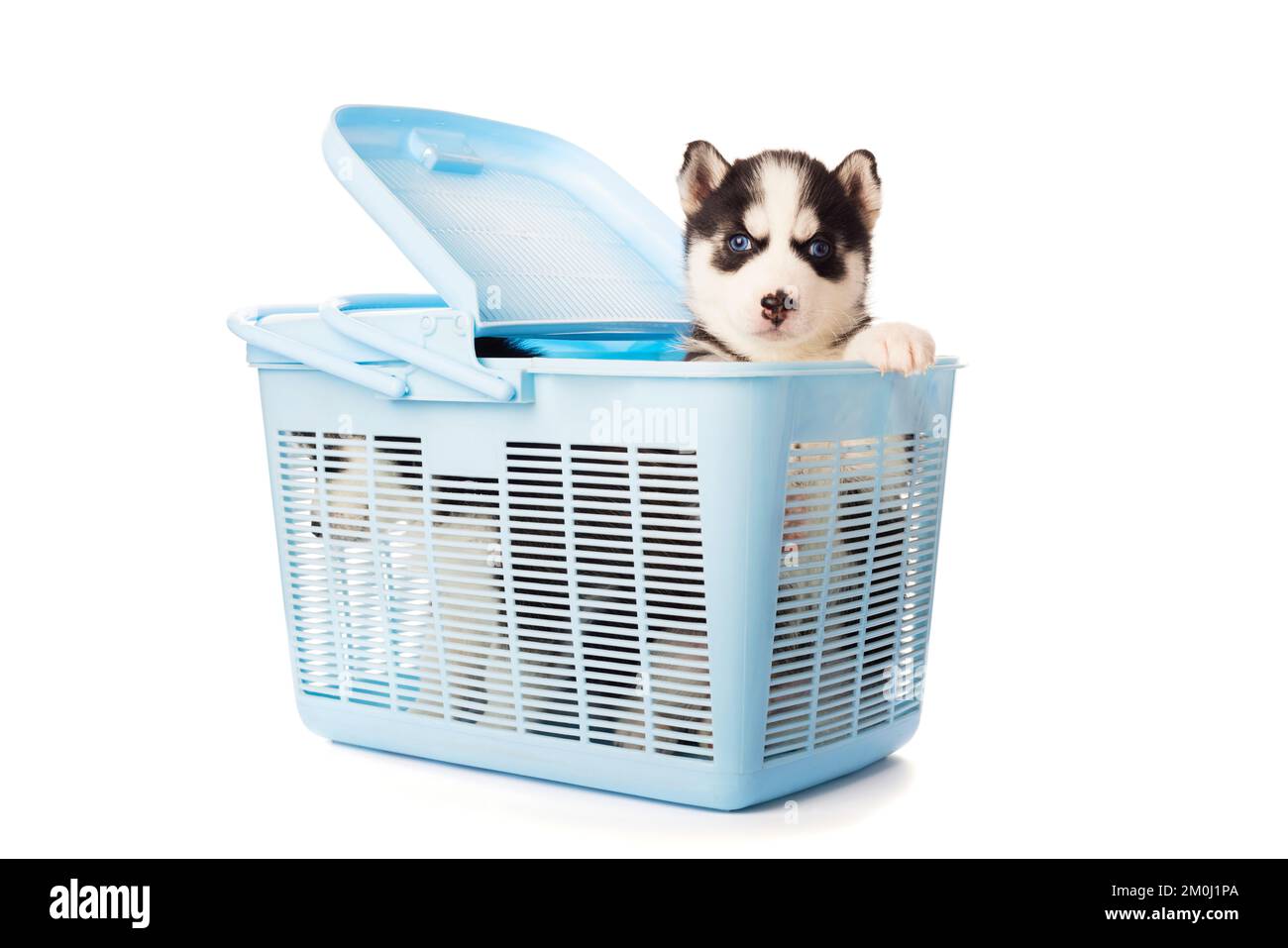 Purebred Siberian Husky puppy in a blue carry case for animals Stock ...