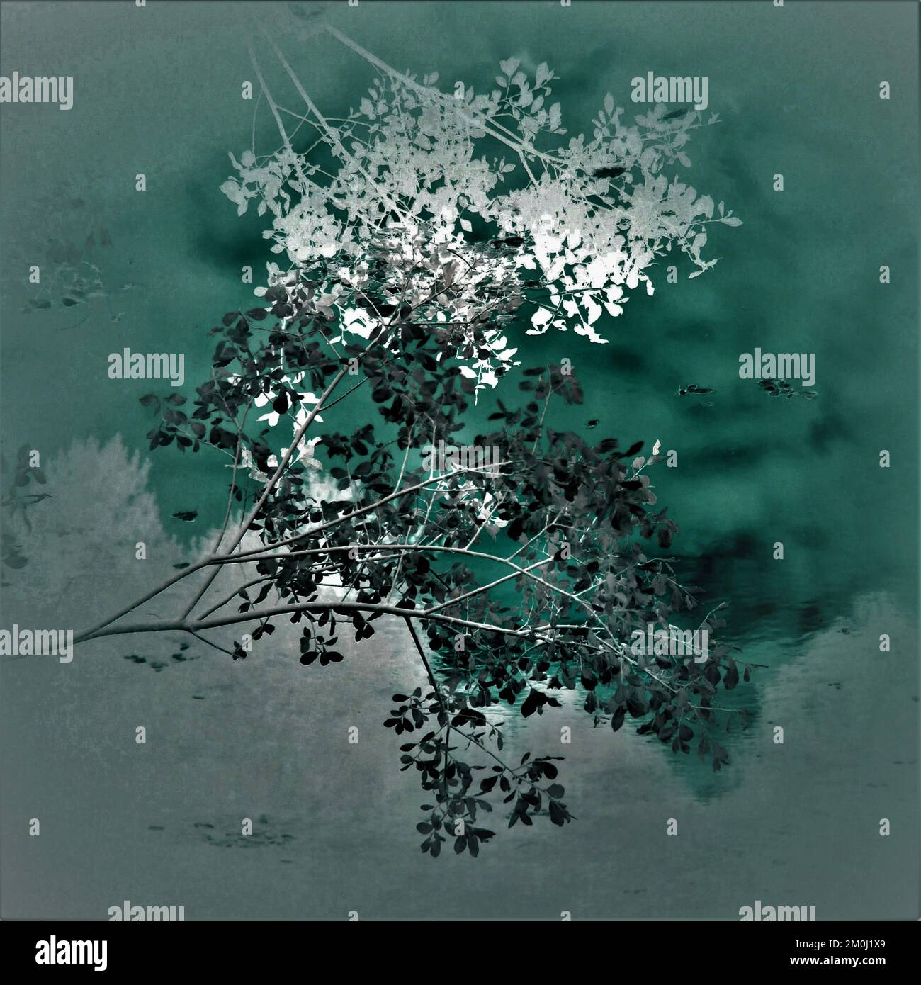 Abstract impression of false colour photography floating debris and ...